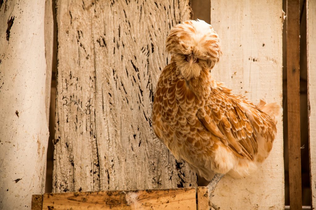 The Polish Chicken: "The Royalty of Poultry" - Backyard Poultry